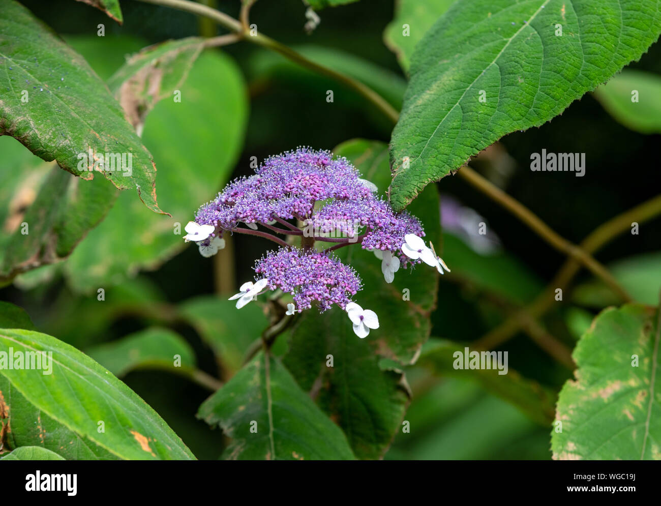 Hydrangea Aspera flowers growing in the garden Stock Photo - Alamy