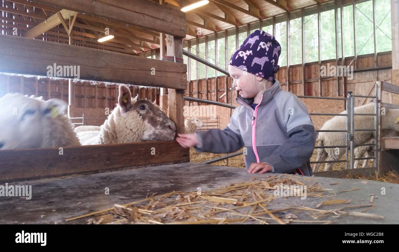 Girl with sheep hi-res stock photography and images - Alamy