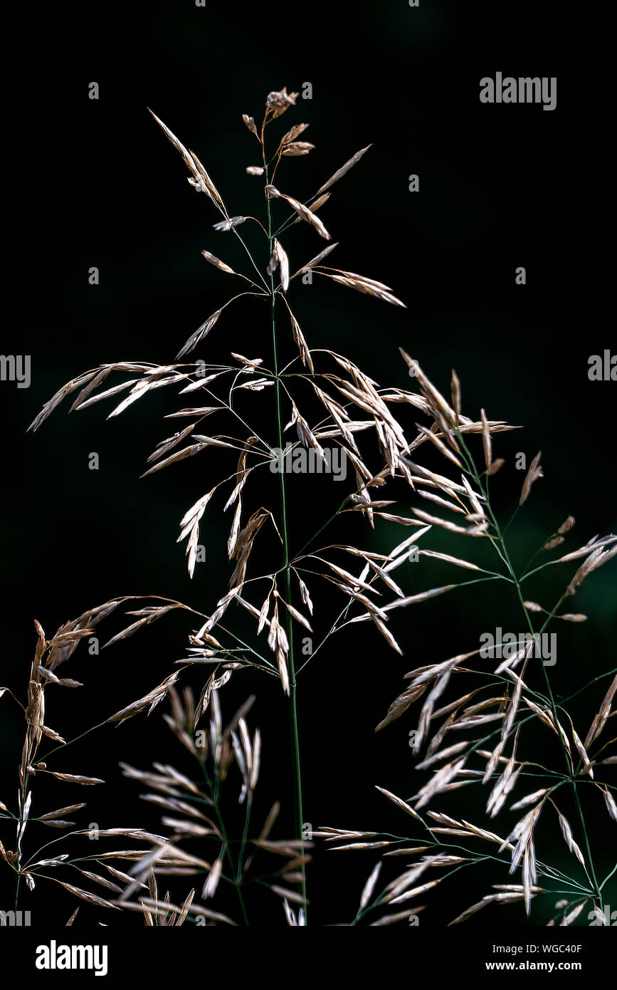 Beautiful close up of a frail blooming grass panicle in bright sunshine ...