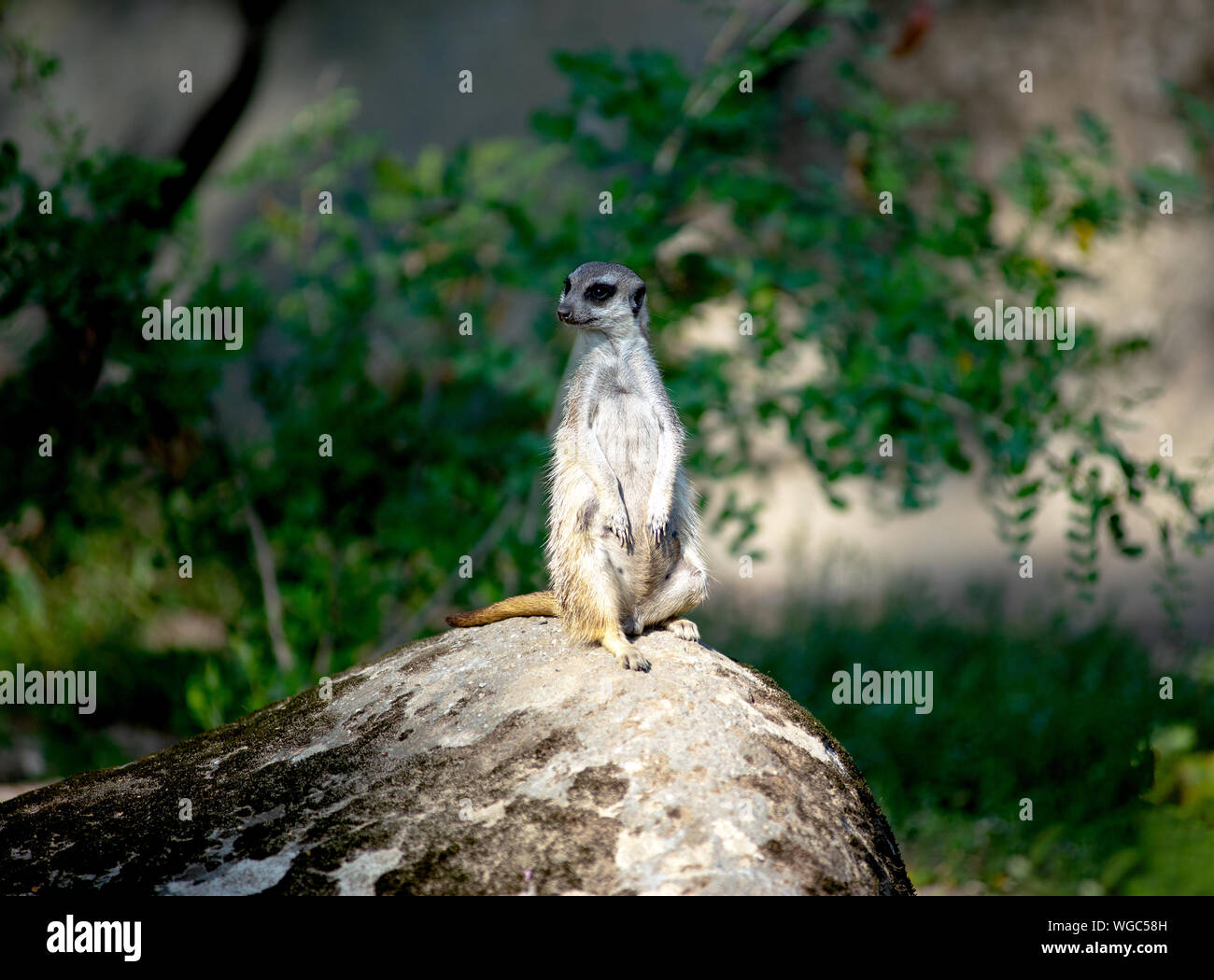 Wild animals and nature Stock Photo - Alamy