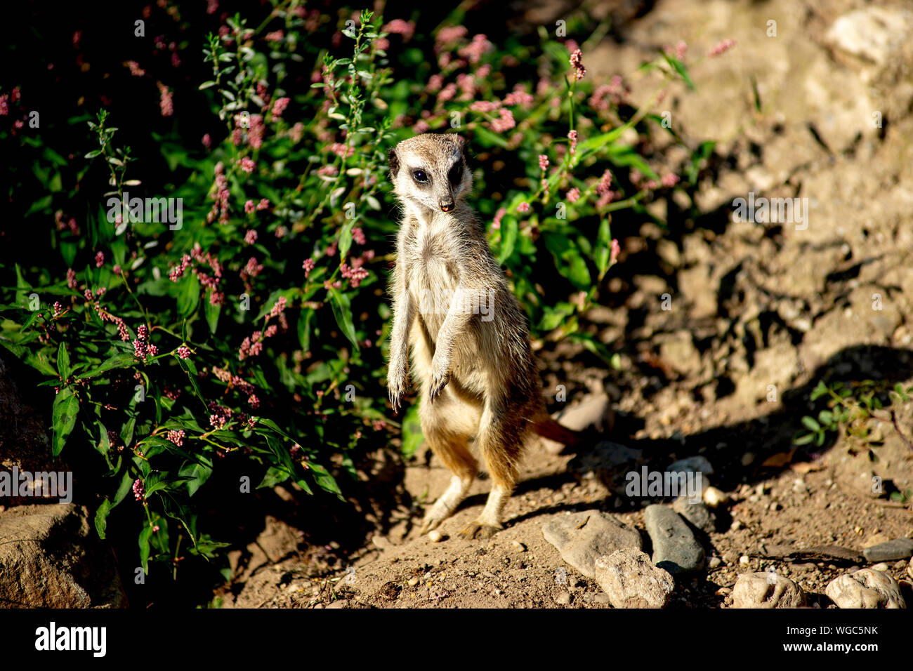 Wild animals and nature Stock Photo - Alamy