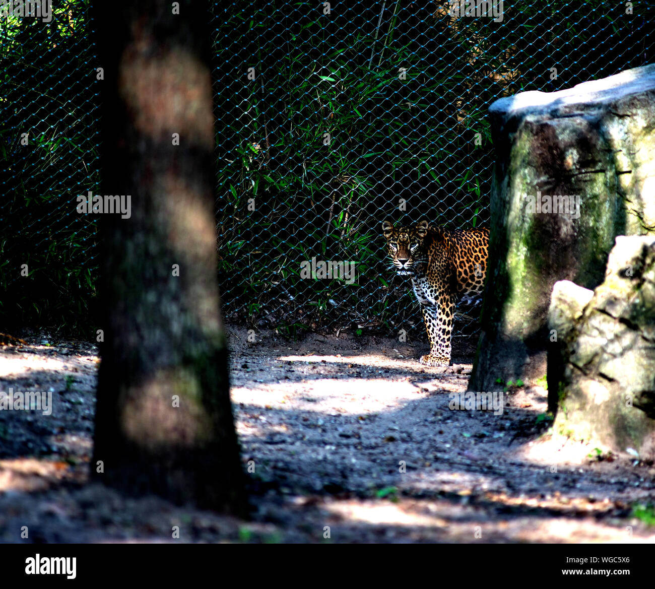 Wild animals and nature Stock Photo - Alamy