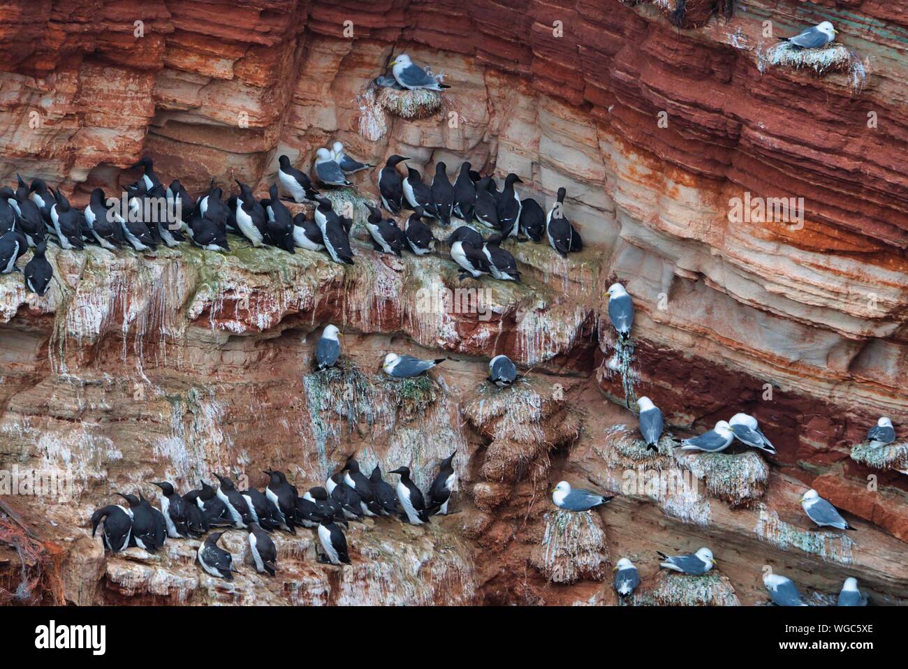common murre colony - common guillemot on the red Rock in the northsea ...