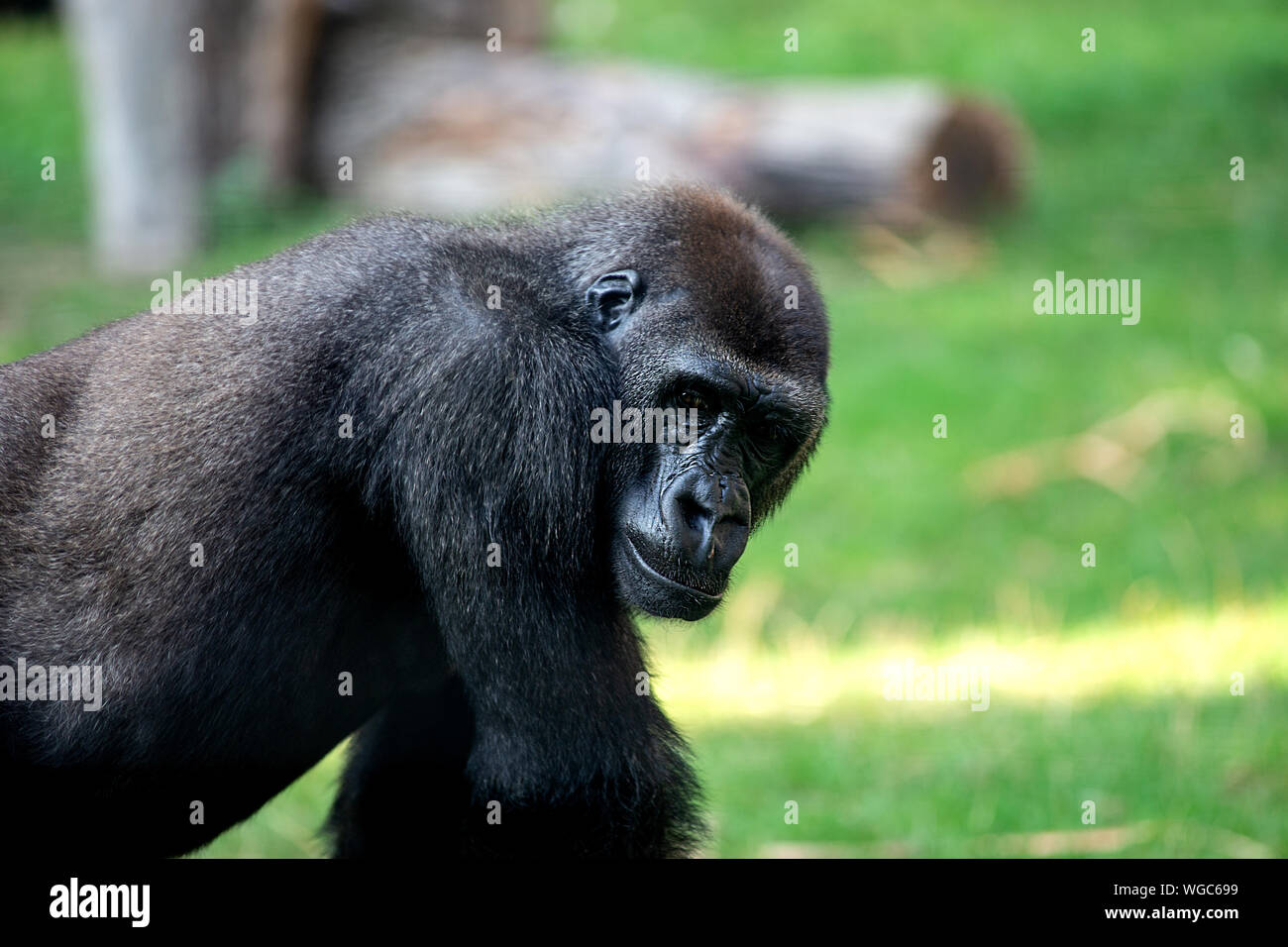 Wild animals and nature Stock Photo - Alamy