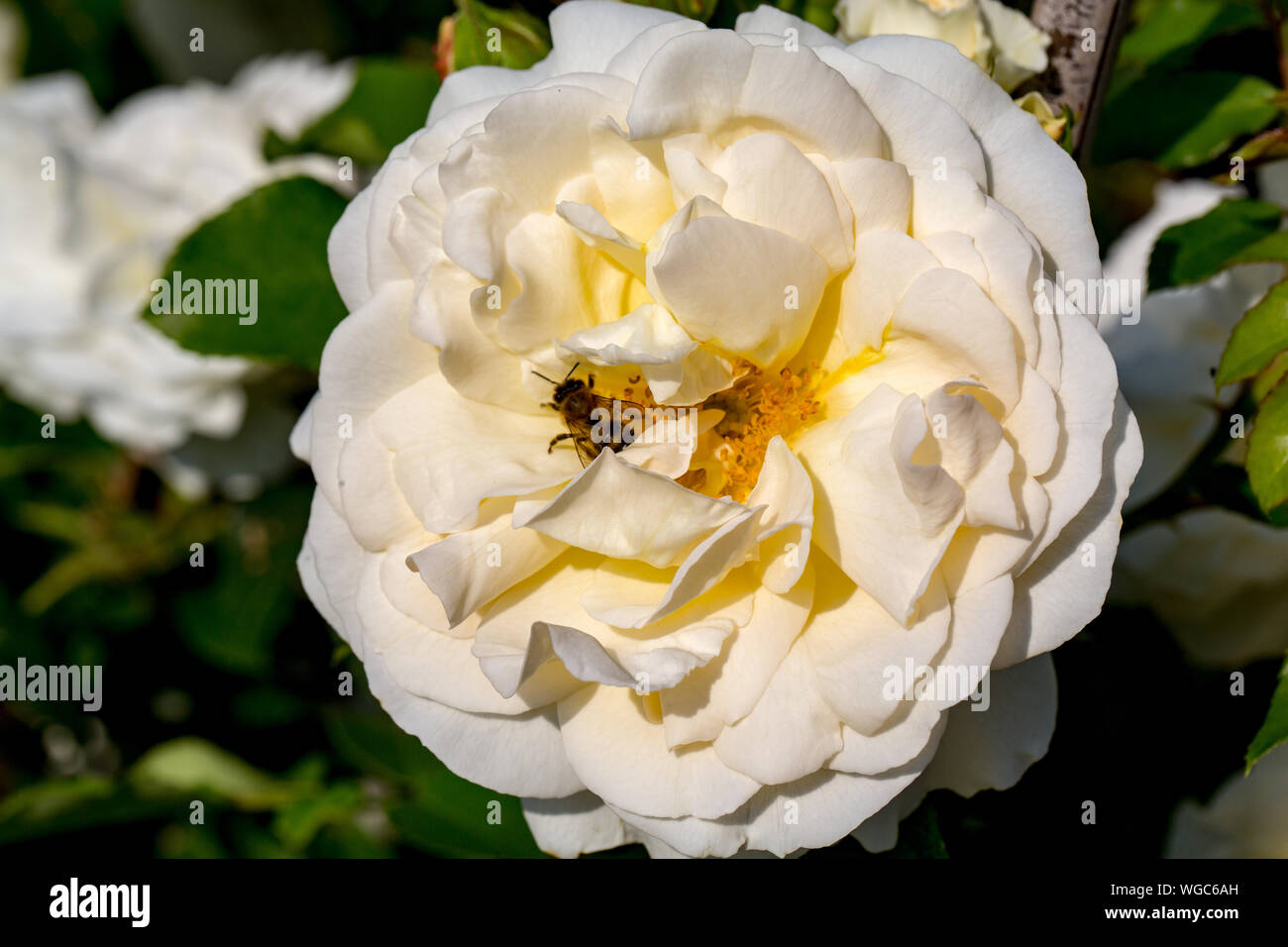 white rose flower on the branch in the garden Stock Photo - Alamy