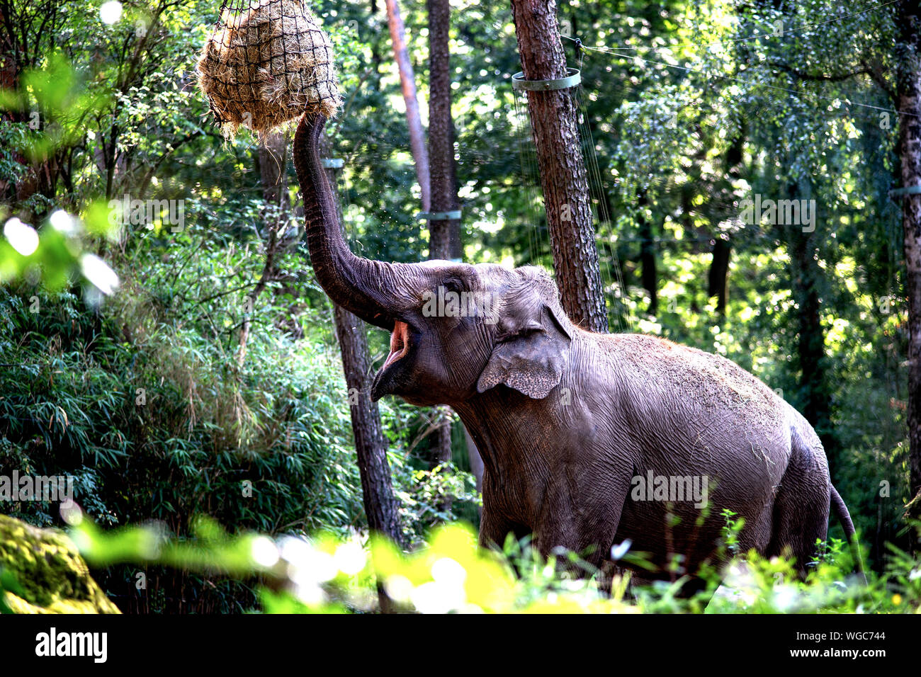 Wild animals and nature Stock Photo - Alamy