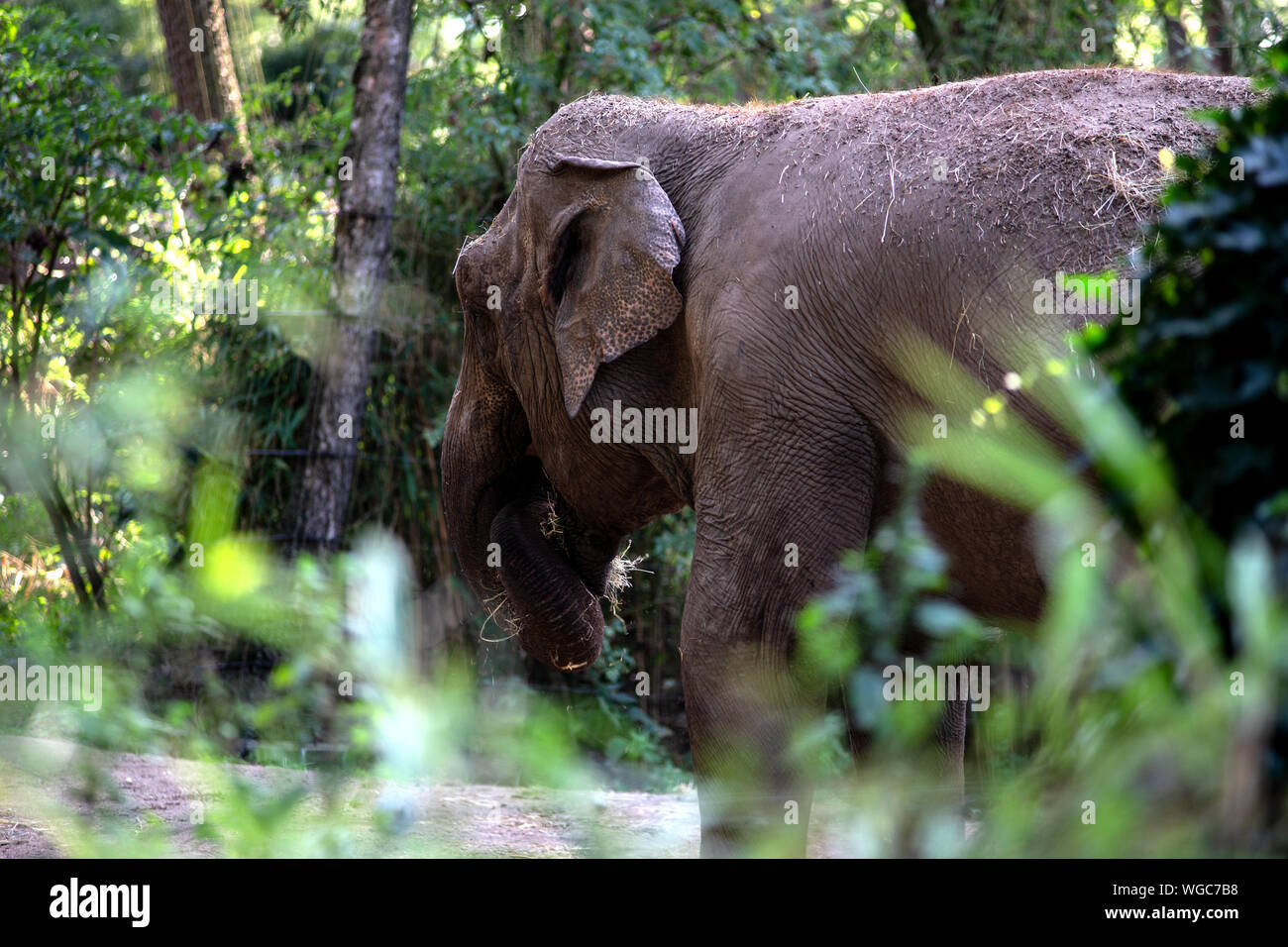 Wild animals and nature Stock Photo - Alamy
