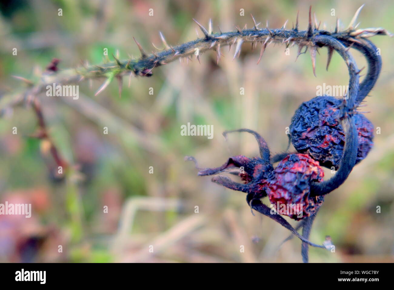 Rotten rose hi-res stock photography and images - Alamy