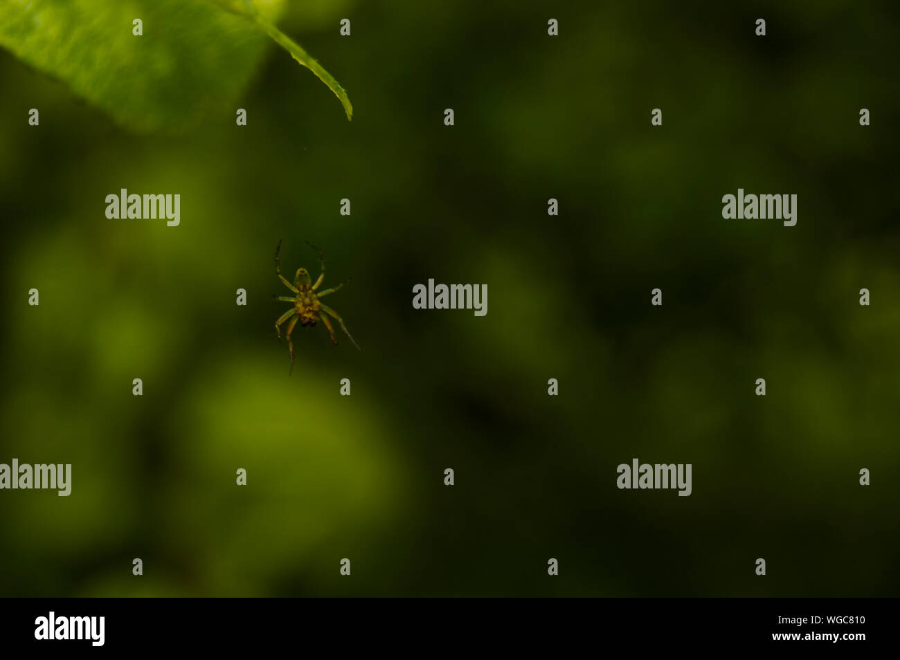 Hanging from web hi-res stock photography and images - Alamy