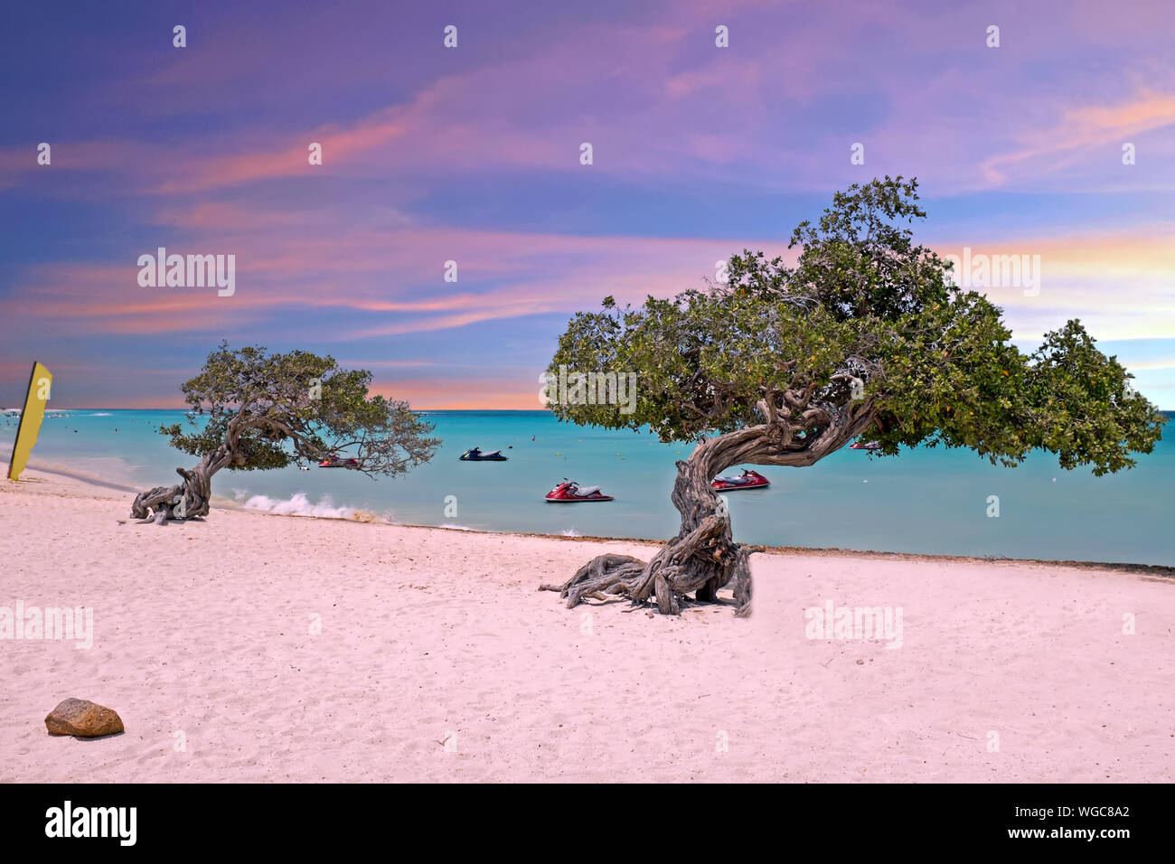 Divi divi trees hi-res stock photography and images - Alamy