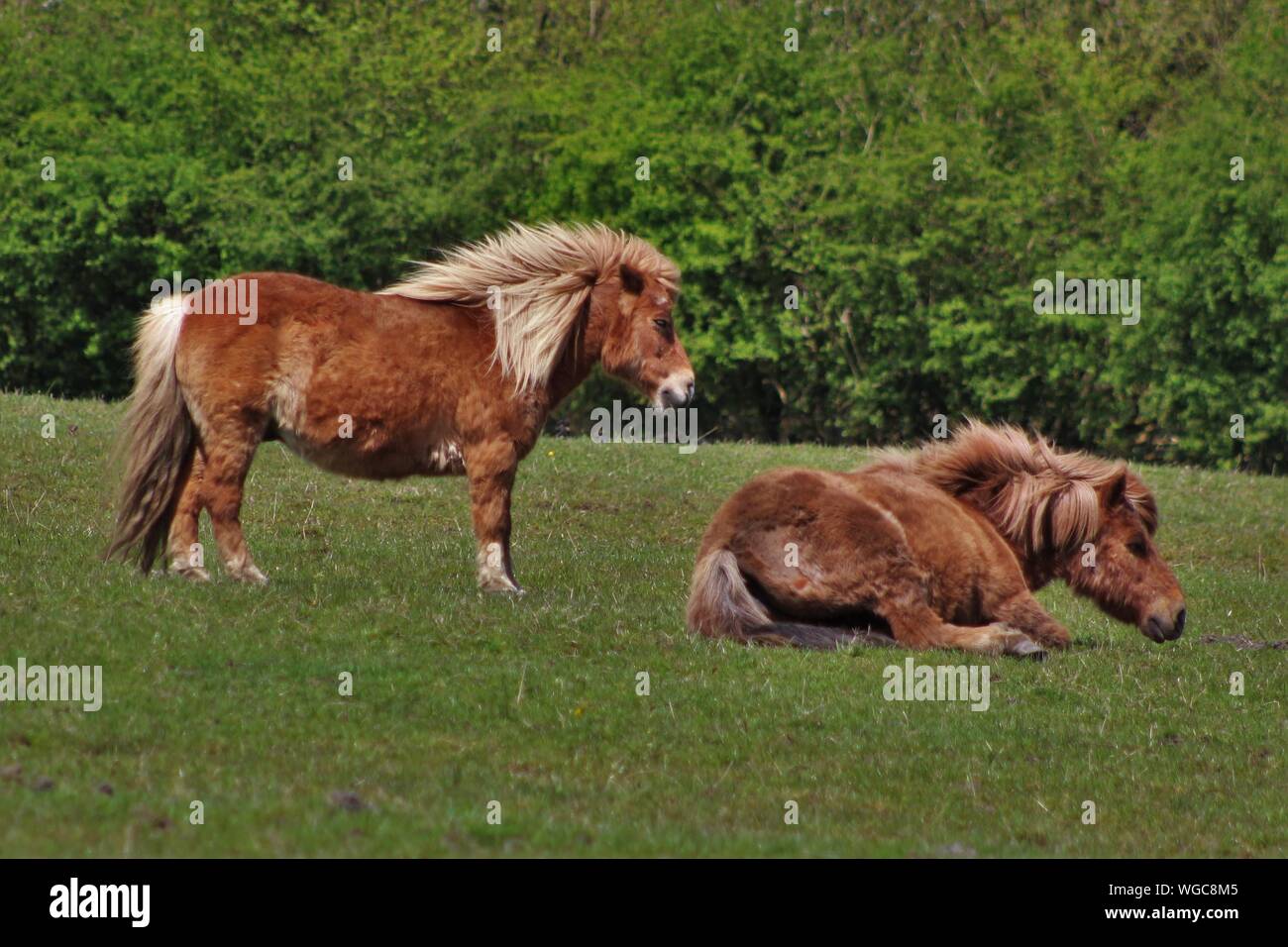 Two Shetland Ponies Grazing In High Resolution Stock Photography and ...