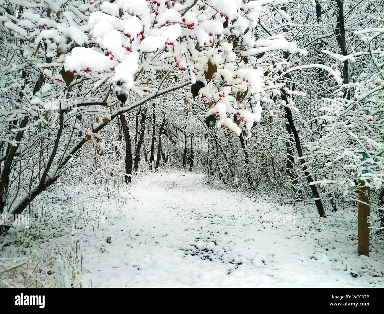 Tree covering pathway hi-res stock photography and images - Alamy
