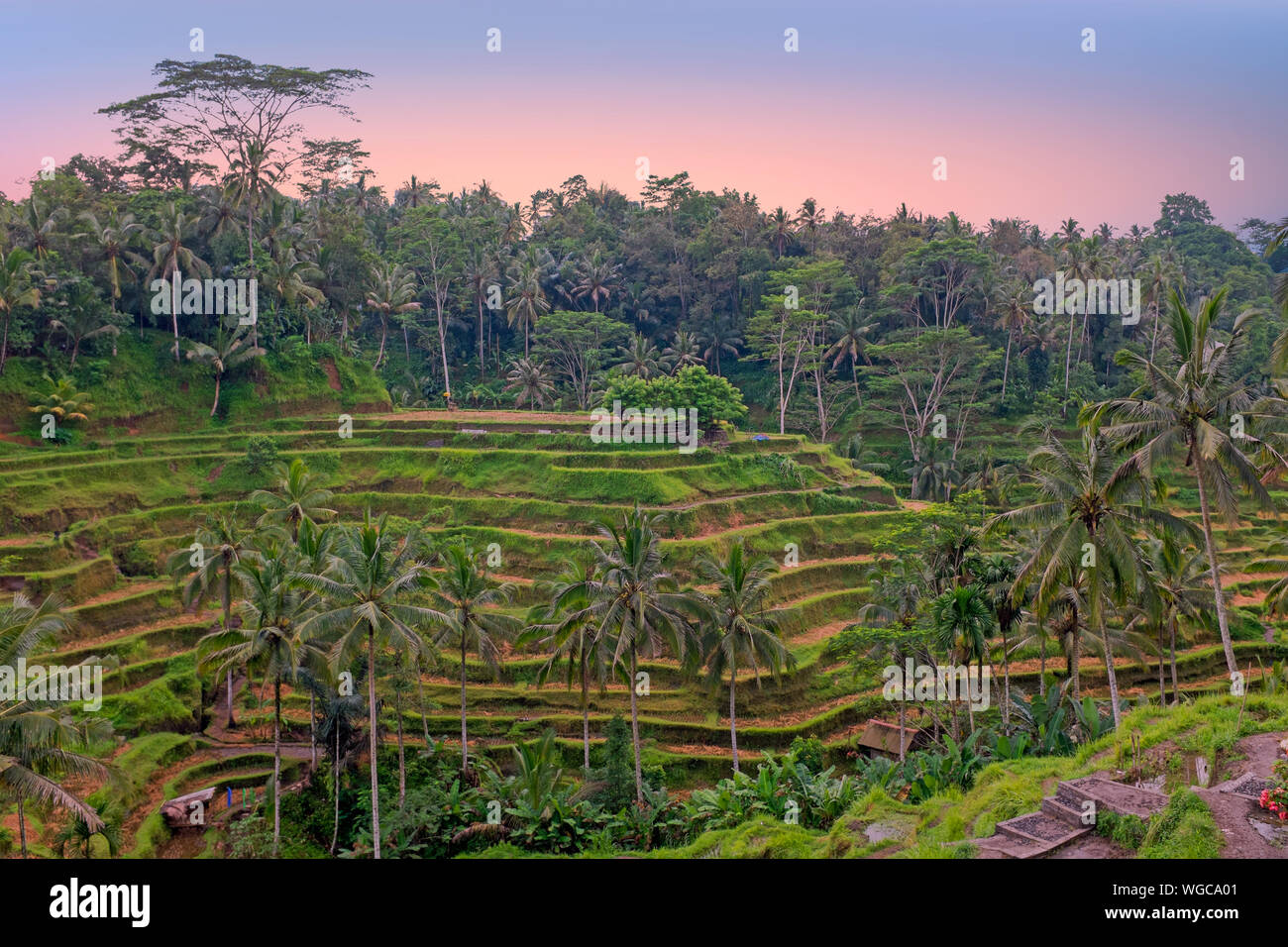 Rice terraces on Bali Indonesia Asia Stock Photo - Alamy