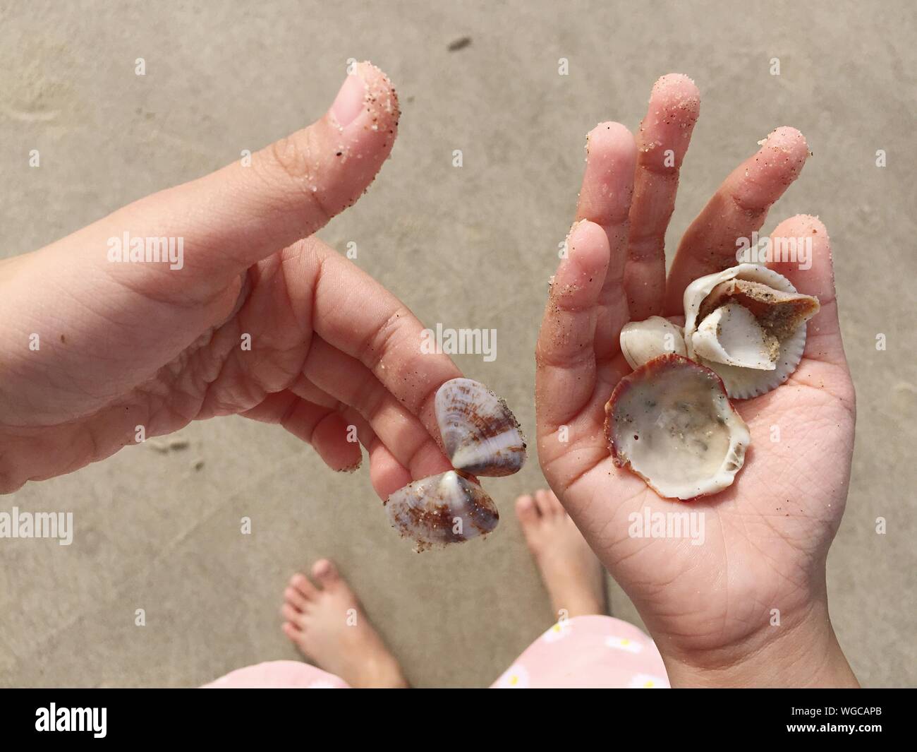 Girl holding seashells hi-res stock photography and images - Alamy