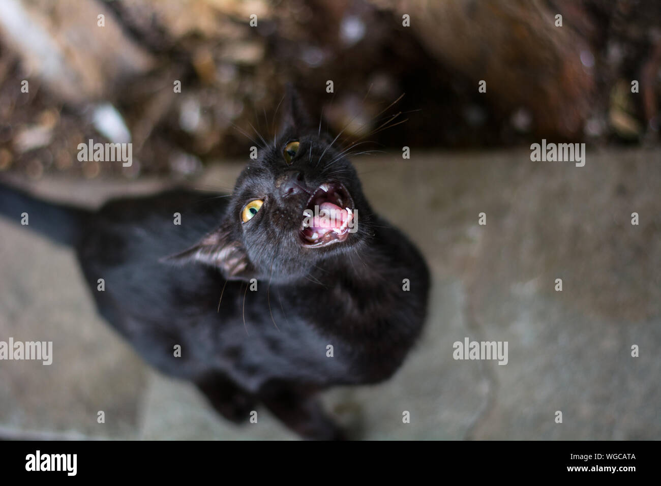 Angry Black Cat High Resolution Stock Photography and Images - Alamy