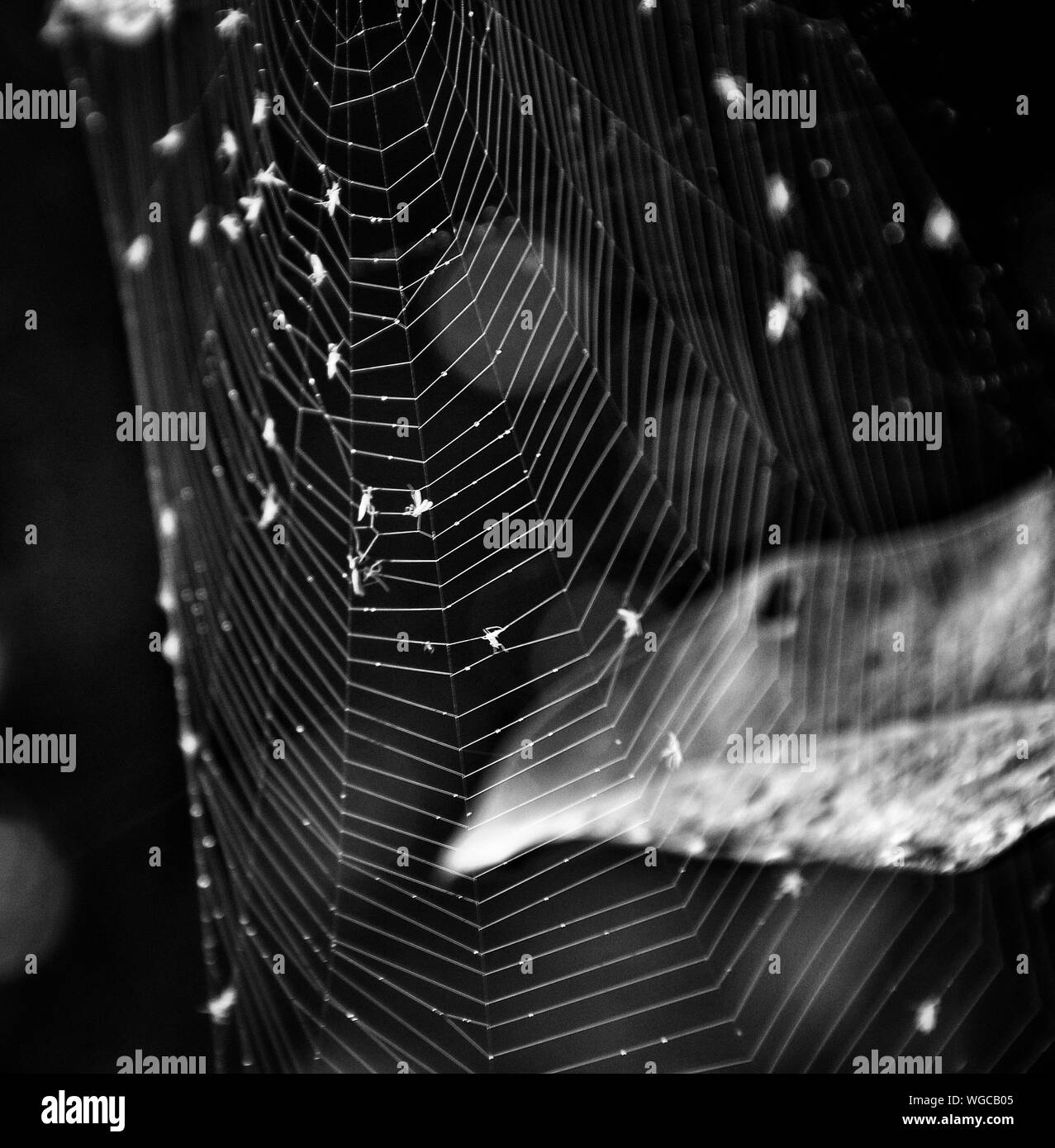 Stuck in web hi-res stock photography and images - Alamy