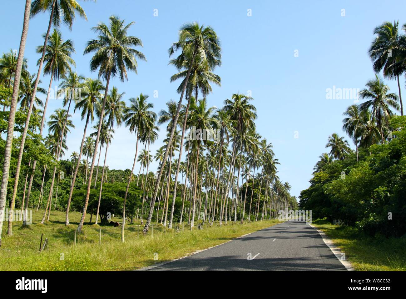 Country road with palm trees hi-res stock photography and images - Alamy