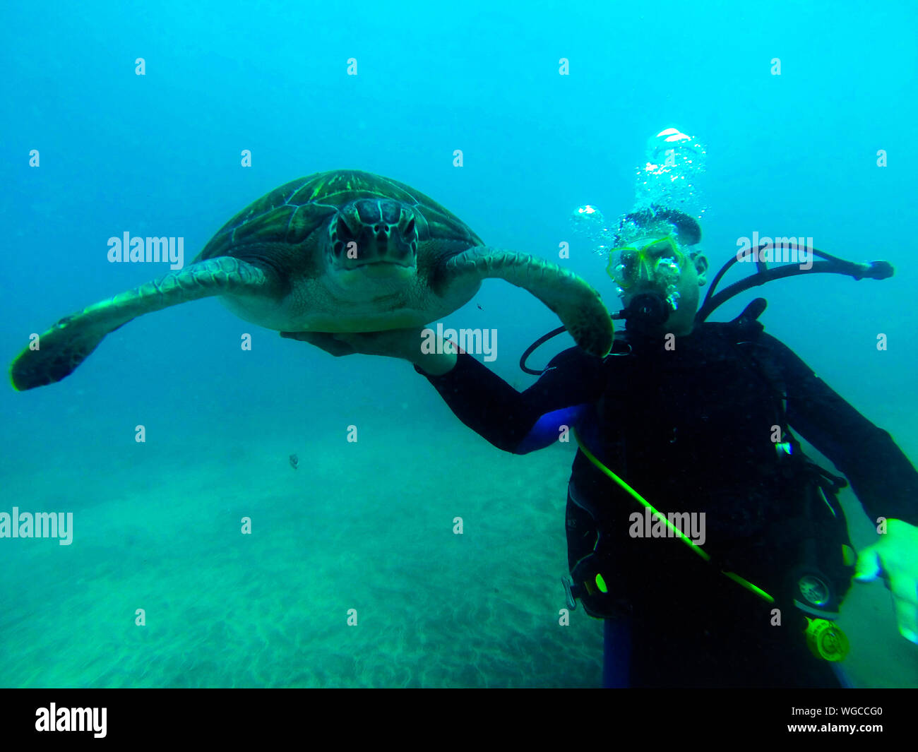 Man holding turtle hi-res stock photography and images - Alamy