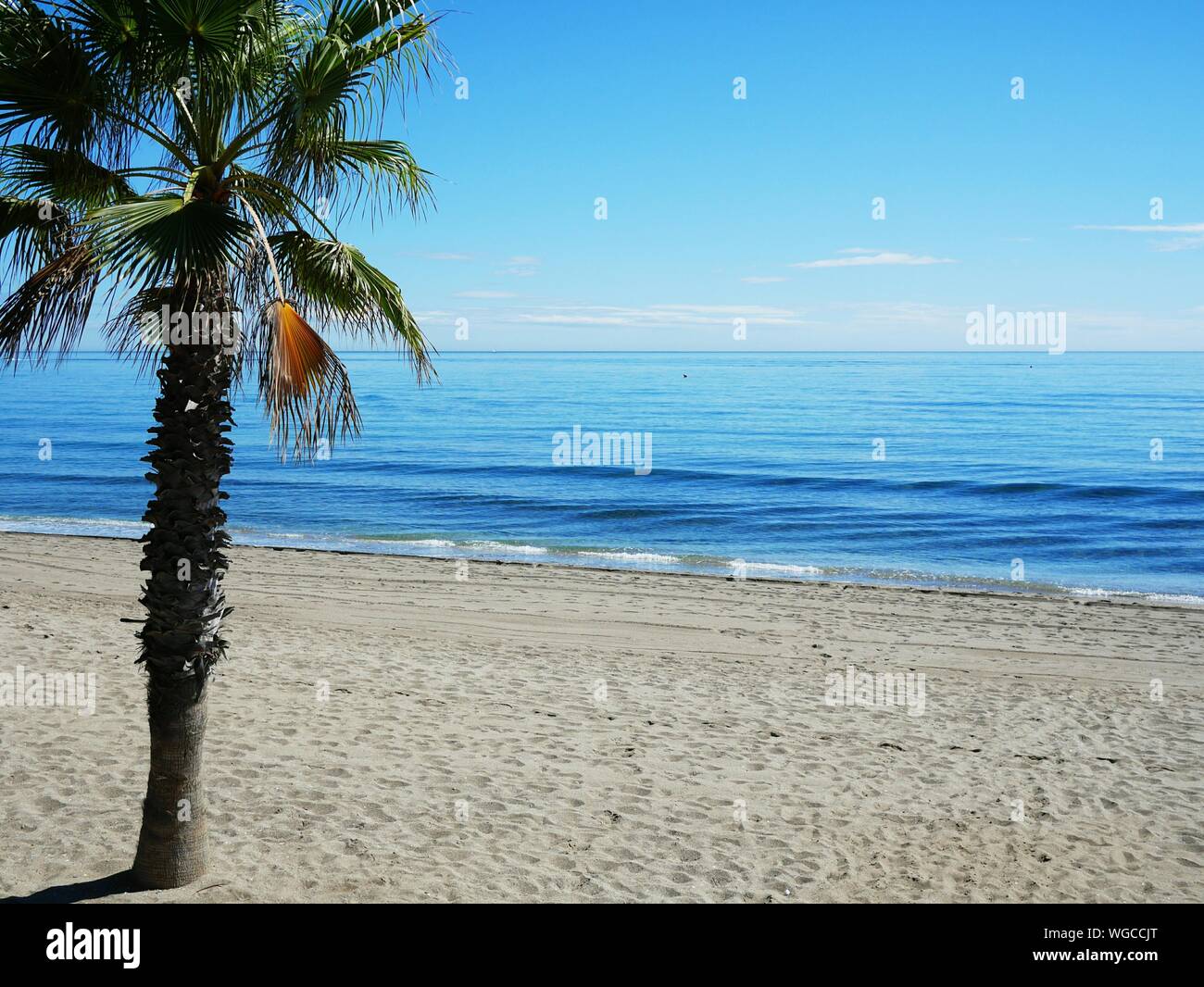 Palm tree growing in sand hi-res stock photography and images - Alamy