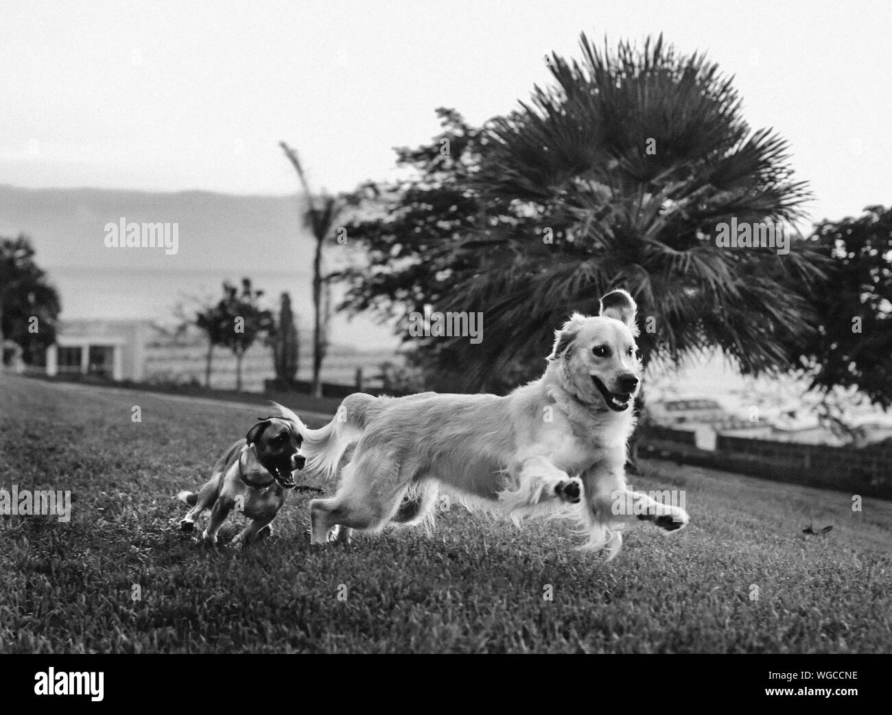 Two dogs labrador retriever running hi-res stock photography and images ...