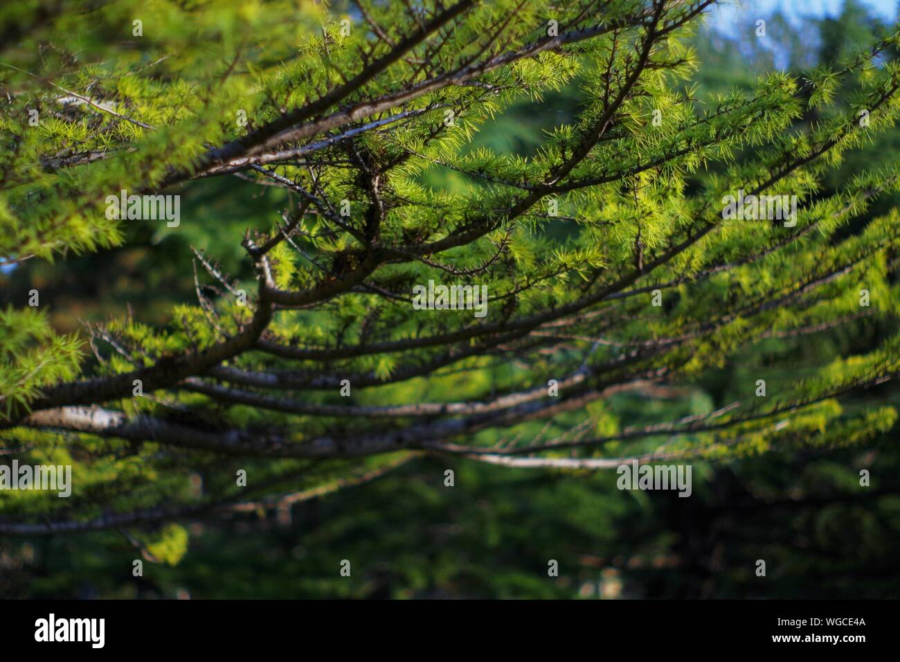 Tree fern branch hi-res stock photography and images - Alamy