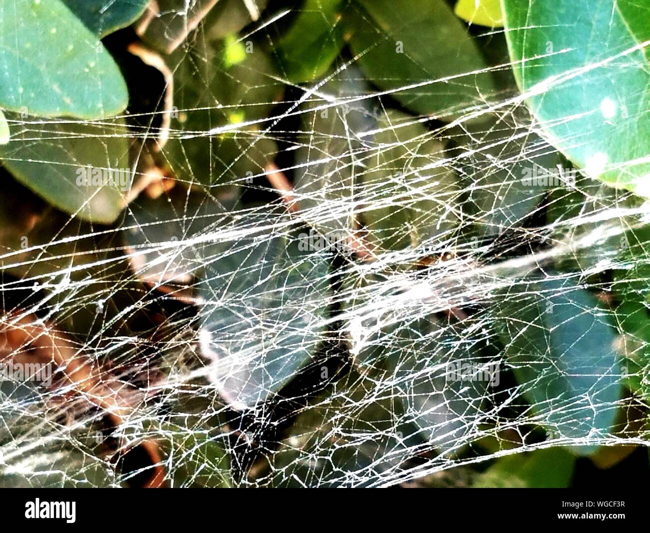 Tangled plants hi-res stock photography and images - Alamy