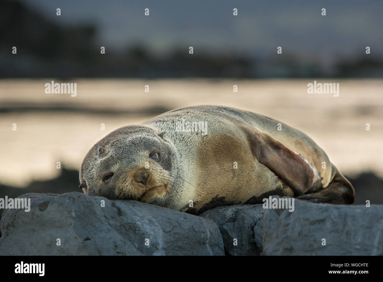 Sleeping on rocks hi-res stock photography and images - Alamy
