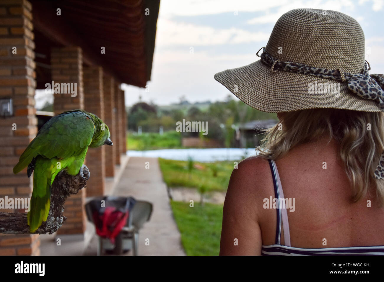 Real parrot hi-res stock photography and images - Alamy