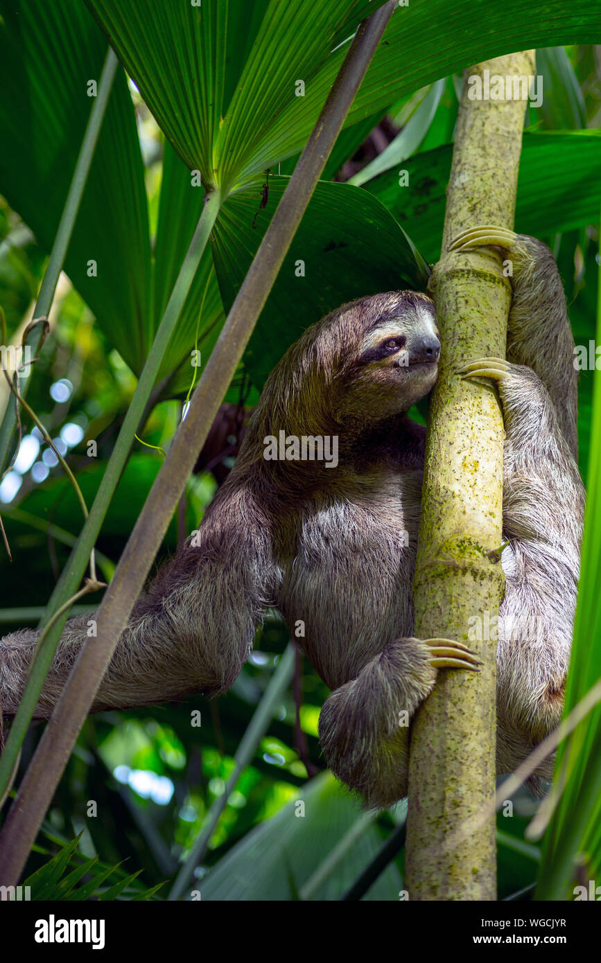 Wild three toed Bradypus Sloth Costa Rica Stock Photo - Alamy
