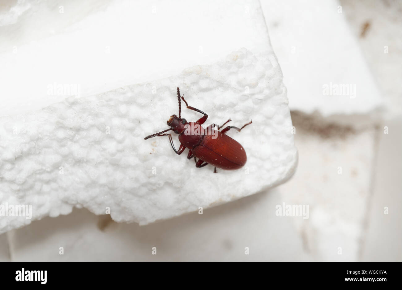 Insect eating polystyrene hi-res stock photography and images - Alamy