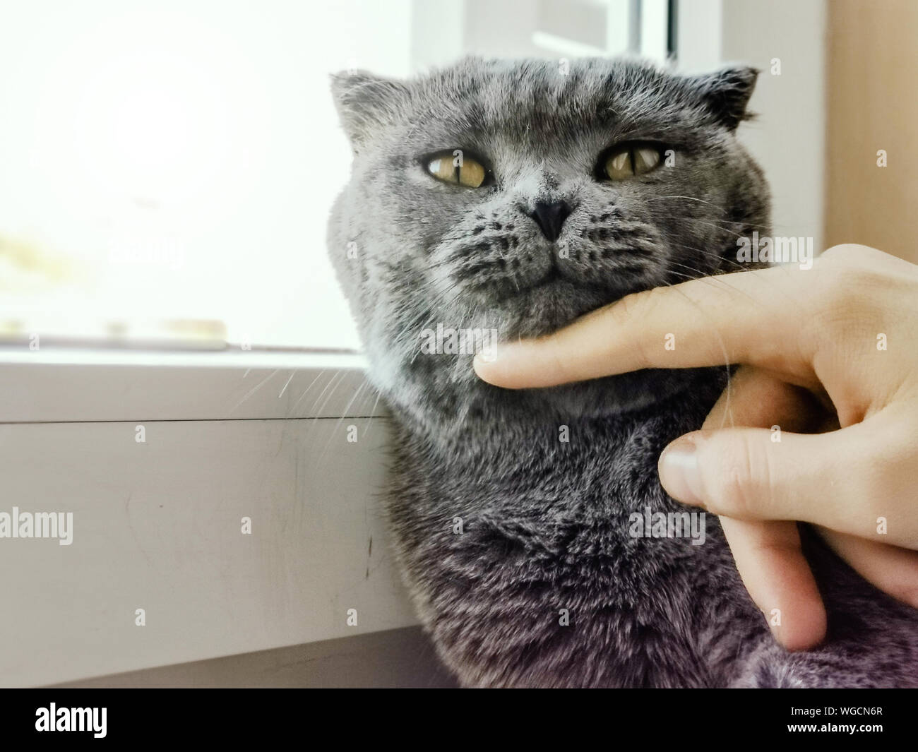 A sleepy blue russian, scottish fold cat Stock Photo - Alamy