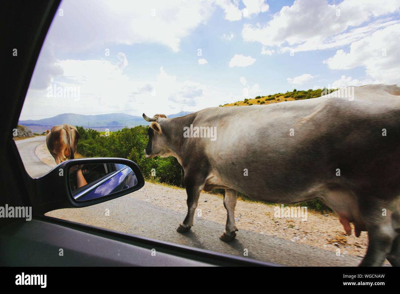 Cows through window hi-res stock photography and images - Alamy
