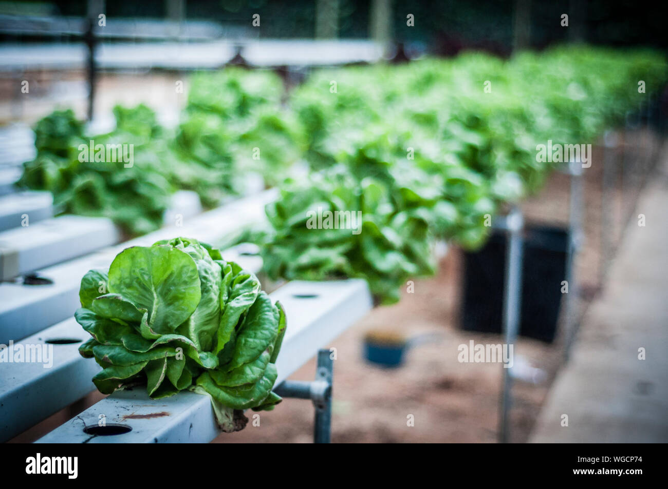 Cabbage greenhouse hi-res stock photography and images - Alamy