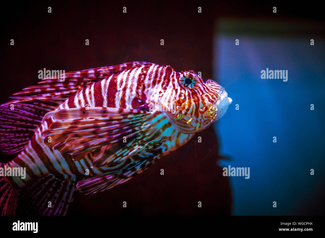 Colorful fish in aquarium on blurred background Stock Photo - Alamy