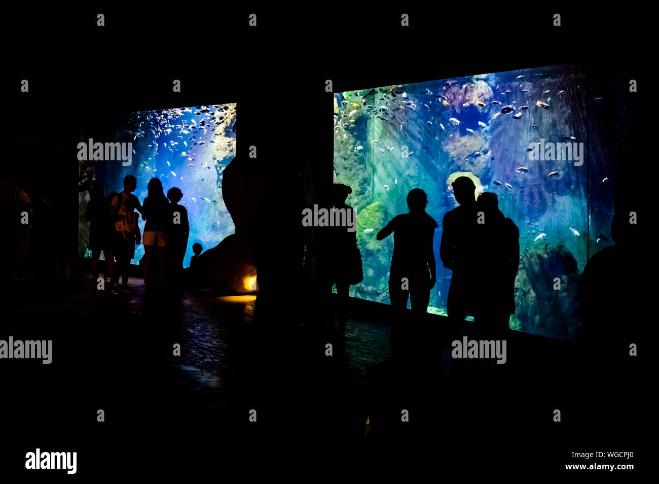 People watching various fish in aquarium, oceanarium Stock Photo - Alamy