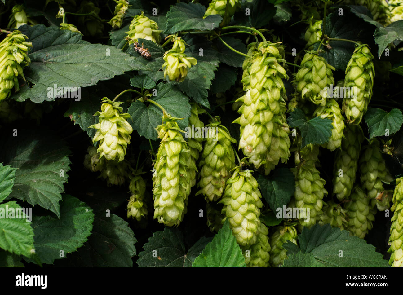 Hop leaf hi-res stock photography and images - Alamy