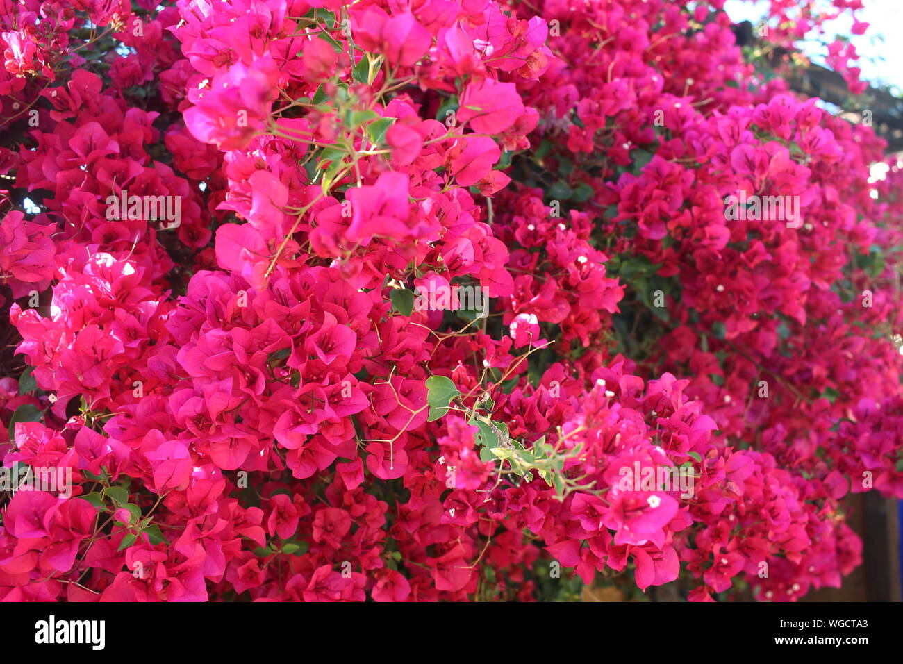 Pink bougainvilleas hi-res stock photography and images - Alamy