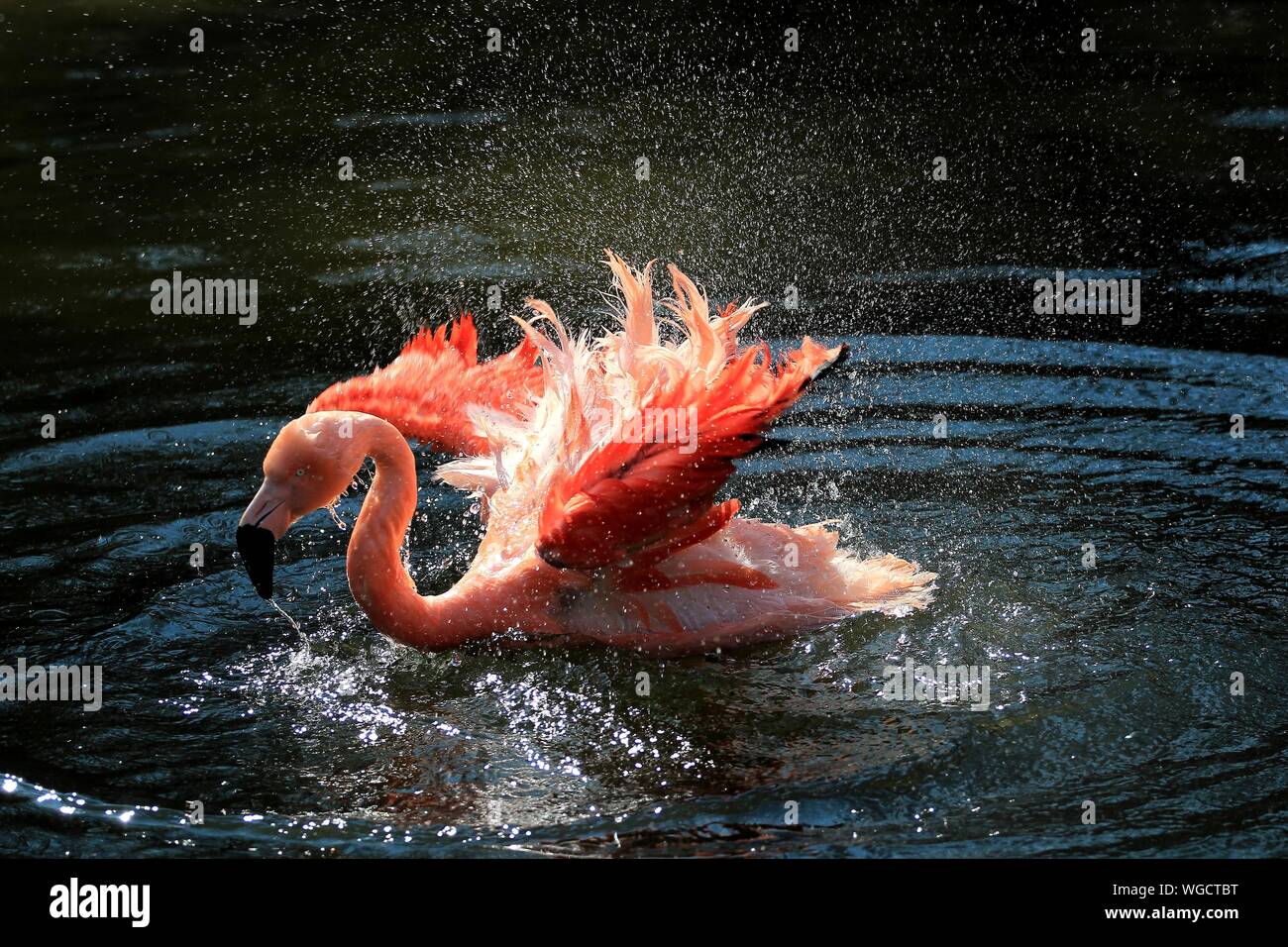 Splashing flamingo hi-res stock photography and images - Alamy