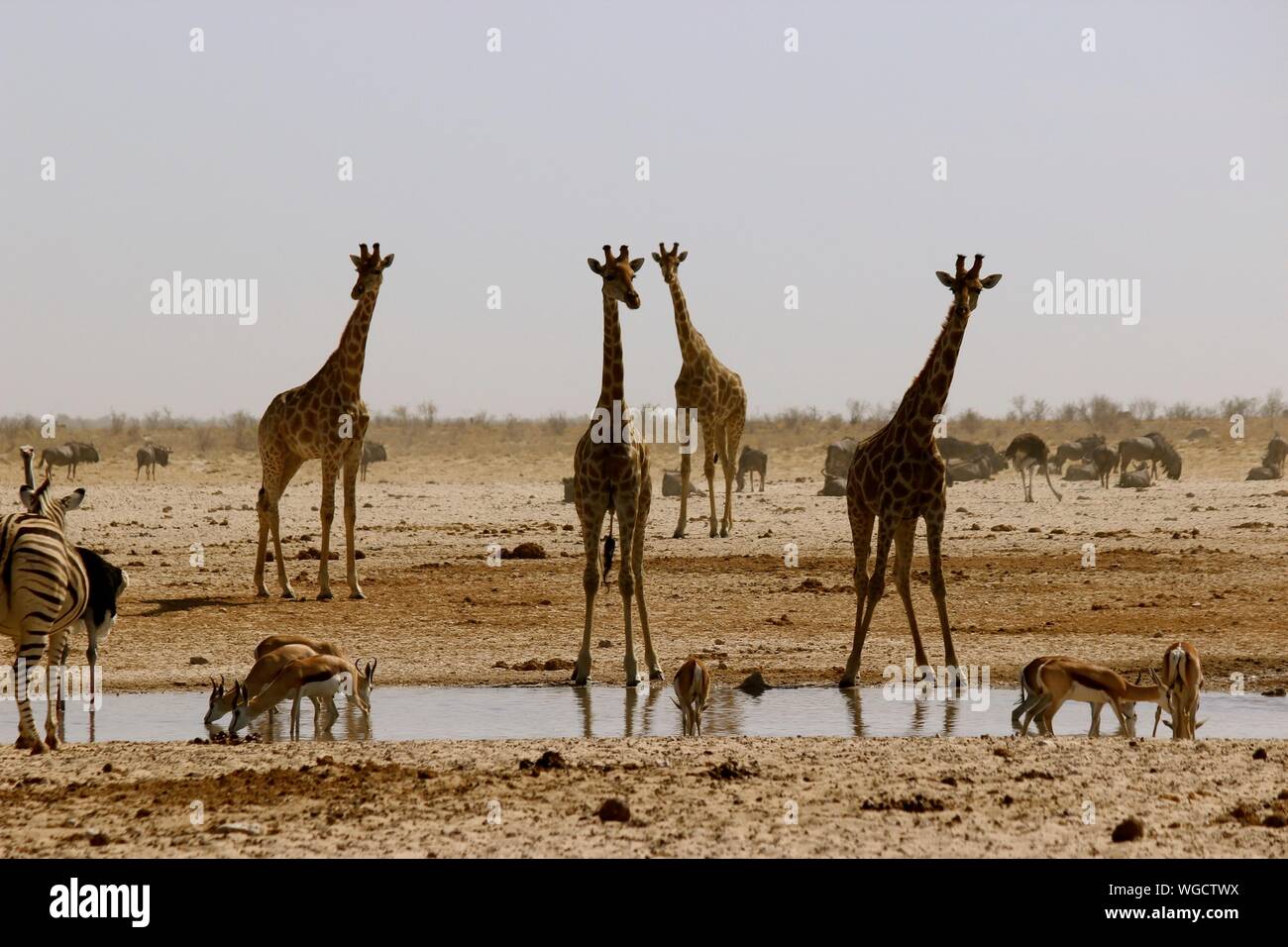 Safari animals landscape hi-res stock photography and images - Alamy