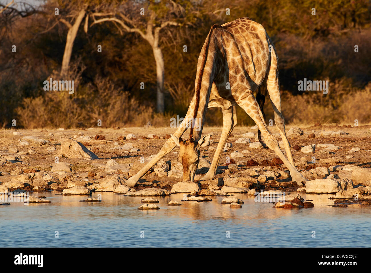 Giraffe Drinking Water High Resolution Stock Photography and Images - Alamy