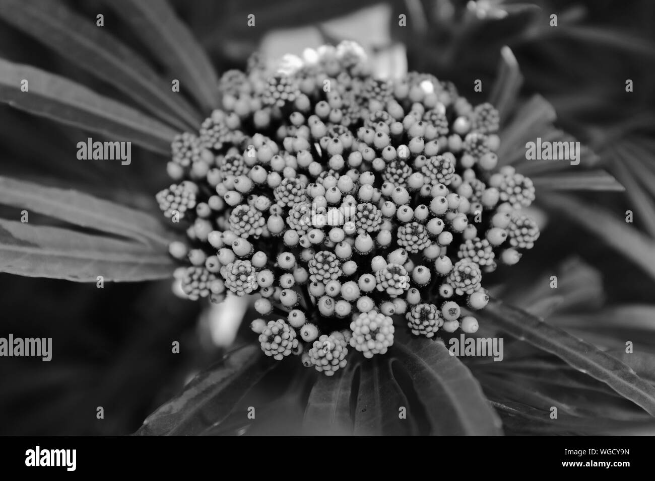 Abstract flower buds Black and White Stock Photos & Images - Alamy