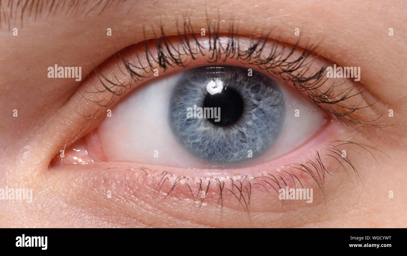 Human eye model hi-res stock photography and images - Alamy