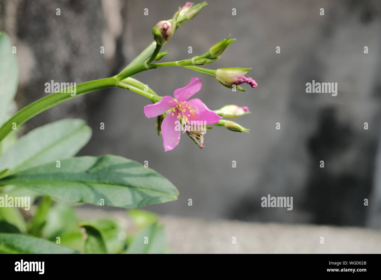 Pink flower. Talinum Fruticosum, also known as fameflower Stock Photo ...