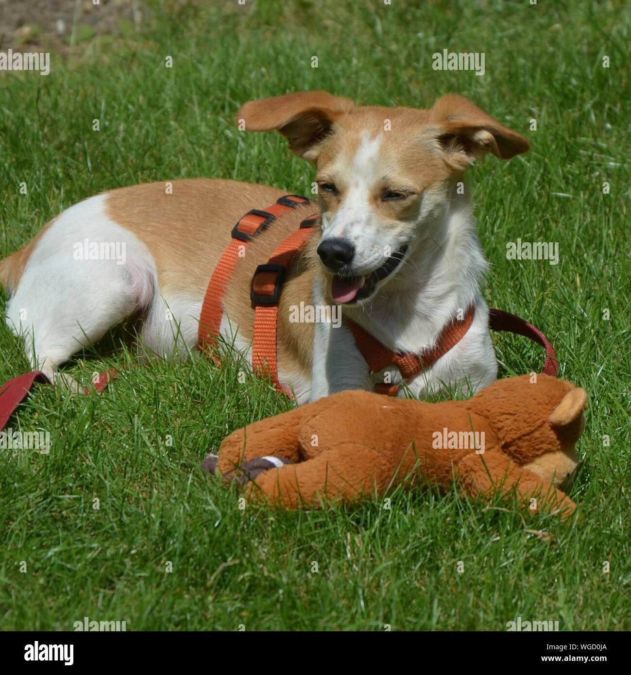 Dog with teddy hi-res stock photography and images - Alamy