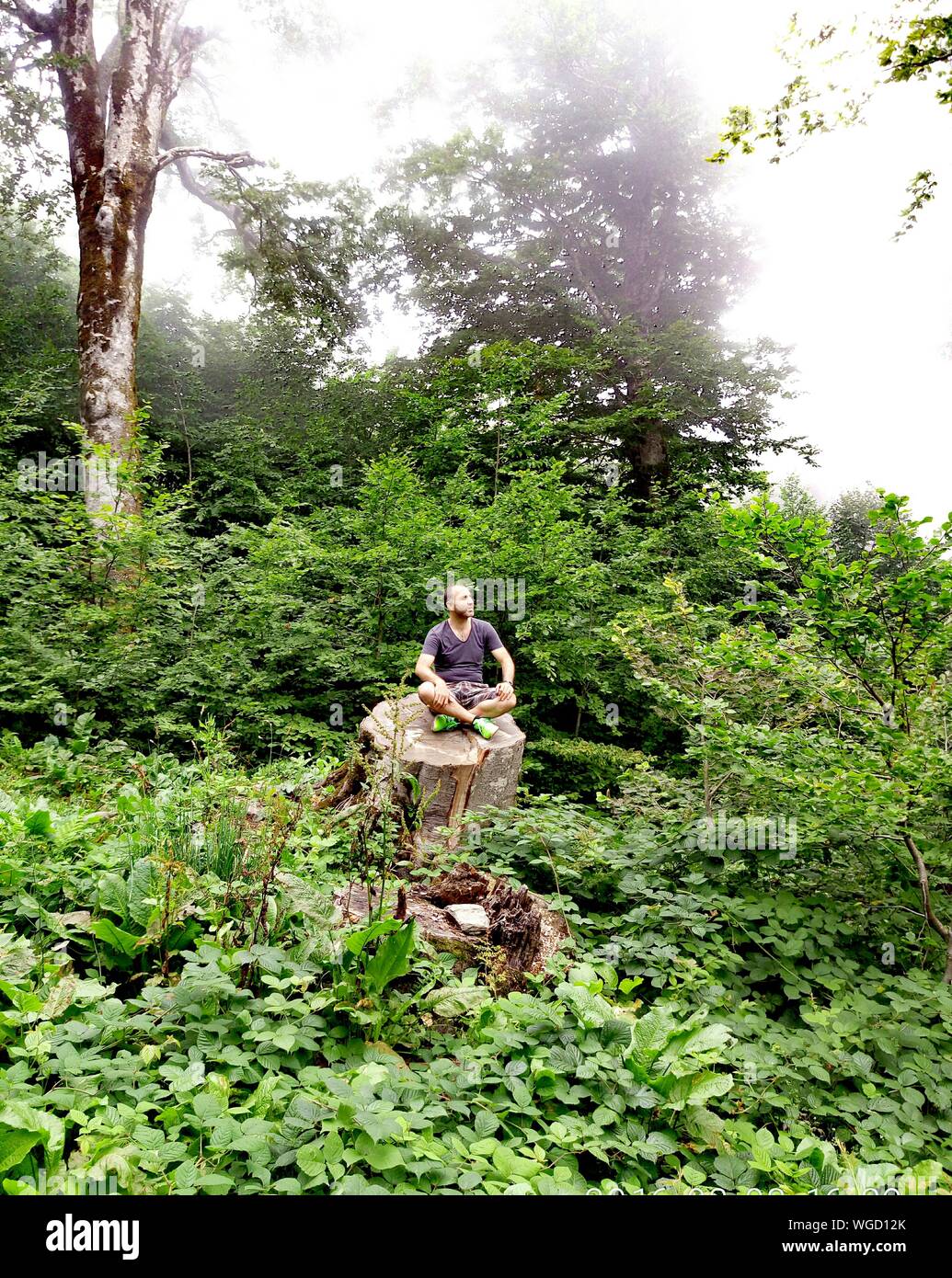 Man sitting in tree hi-res stock photography and images - Alamy