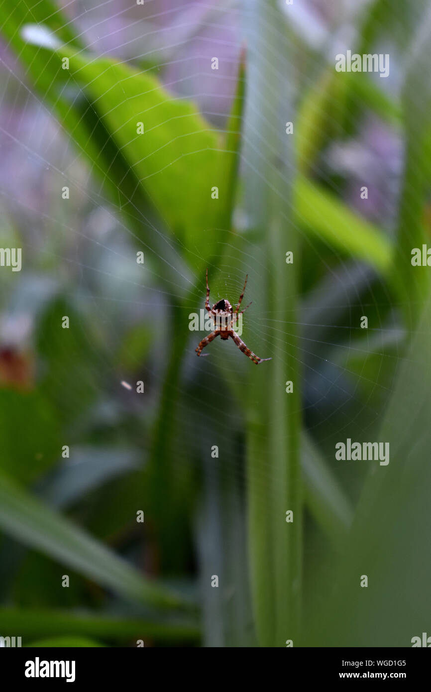 Triangle spider hi-res stock photography and images - Alamy
