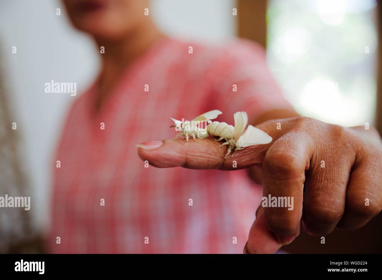 Silk moths hi-res stock photography and images - Alamy