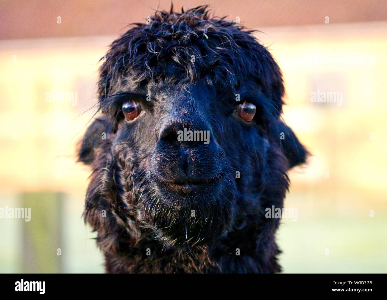 Black Llama High Resolution Stock Photography and Images - Alamy