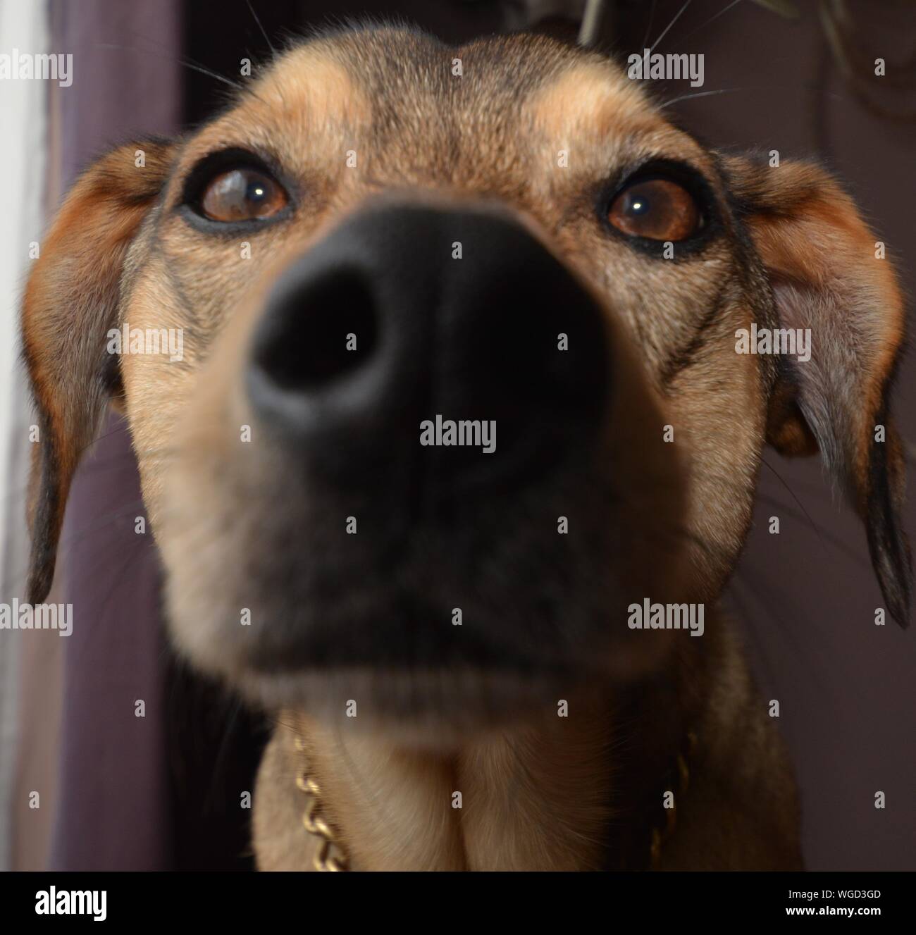 Smelling Dog High Resolution Stock Photography and Images - Alamy