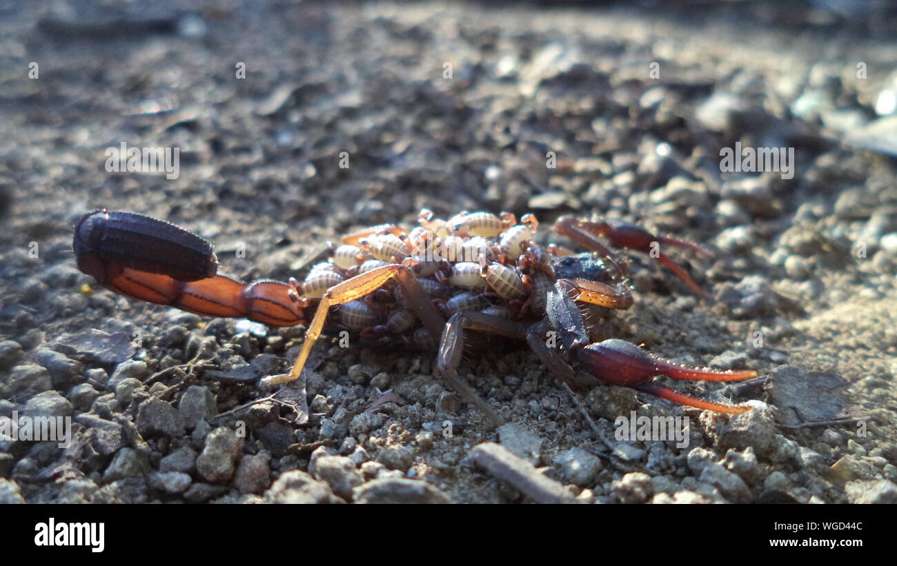 Scorpion with babies hi-res stock photography and images - Alamy